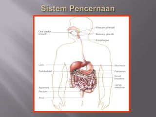 Pencernaan dalam Perut | PPTX