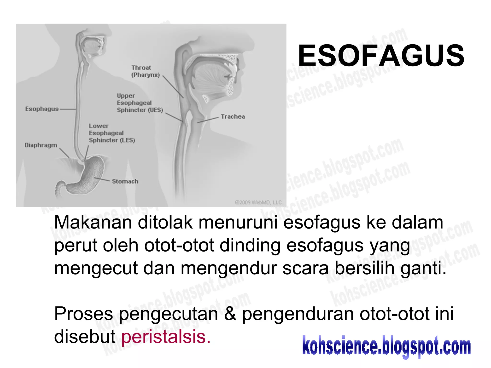 Pencernaan(for student) | PPT