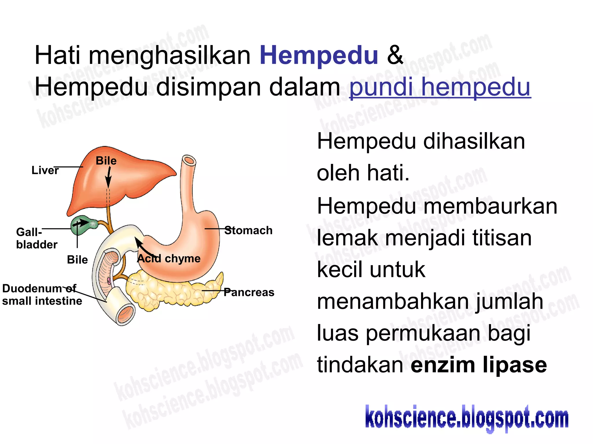 Pencernaan(for student) | PPT