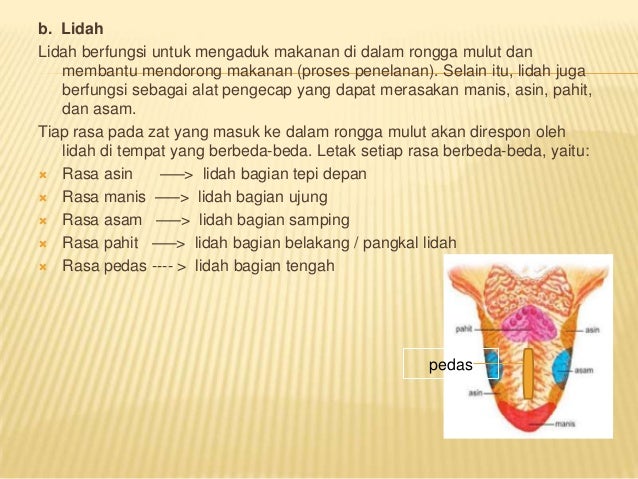 SISTEM PENCERNAAN PADA MANUSIA