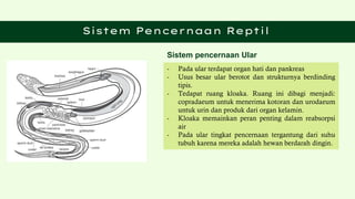 Pencernaan, Manfaat Reptil - Irin.pptx