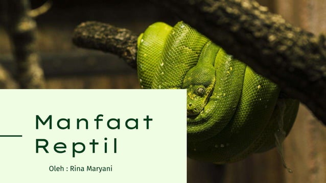 Pencernaan, Manfaat Reptil - Irin.pptx