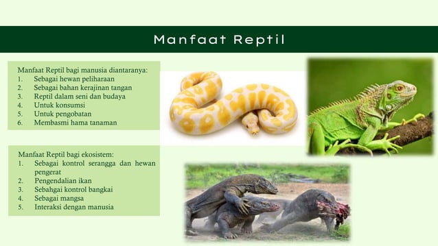 Pencernaan, Manfaat Reptil - Irin.pptx