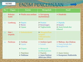 Pencernaan manusia dan rumiinansia serta gangguan | PPTX