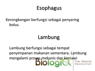Pencernaan pada hewan ruminansia | PPT
