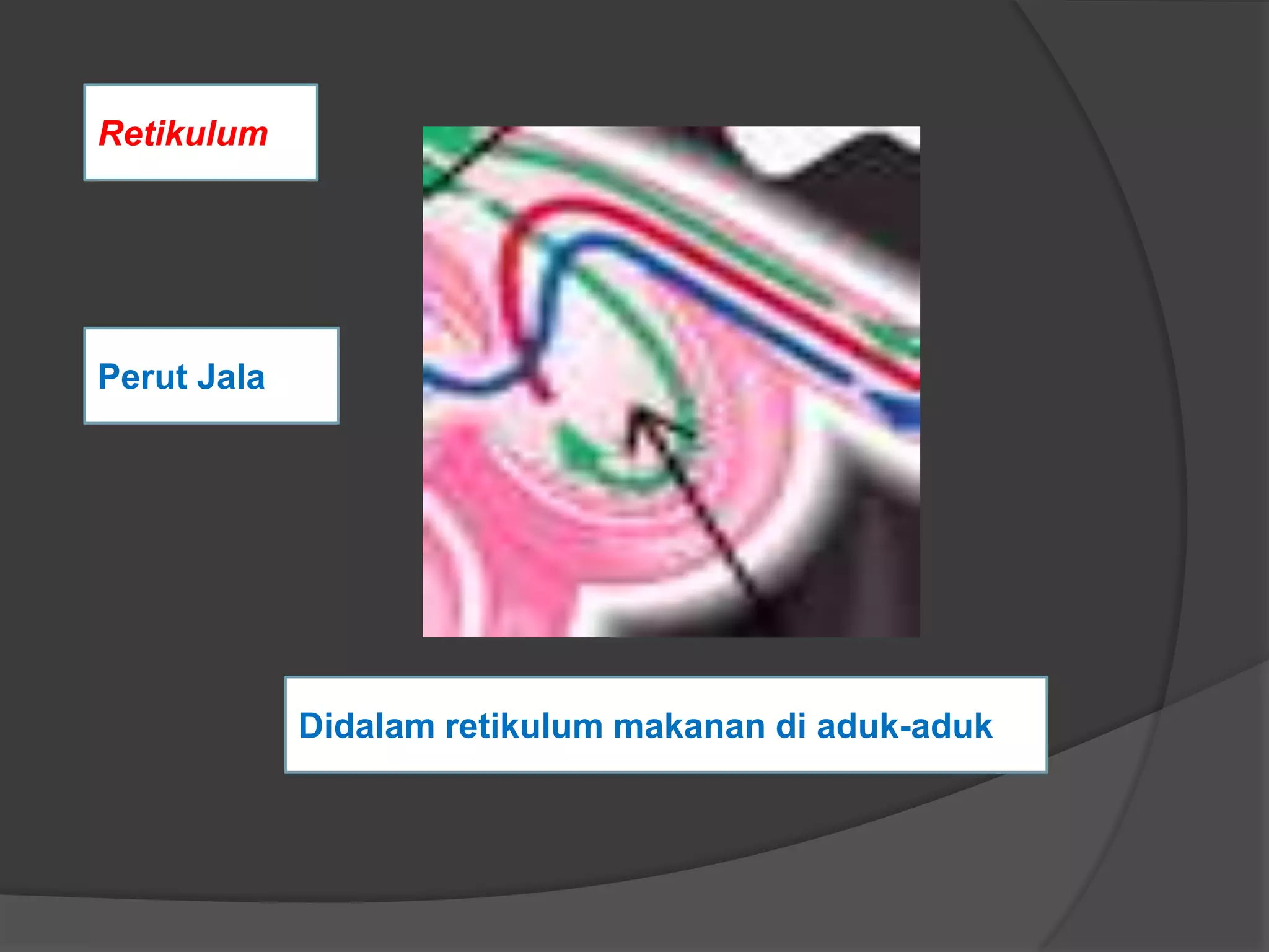 Pencernaan ruminansia | PPT
