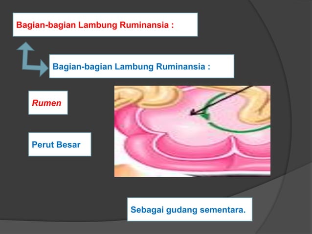 Pencernaan ruminansia | PPT