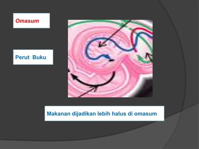 Pencernaan ruminansia | PPT