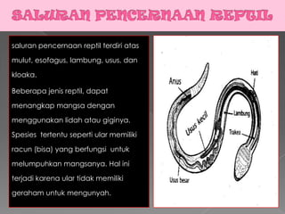 Pencernaan Vertebrata - Universitas Negeri Makassar | PPTX