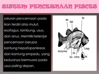 Pencernaan Vertebrata - Universitas Negeri Makassar | PPTX