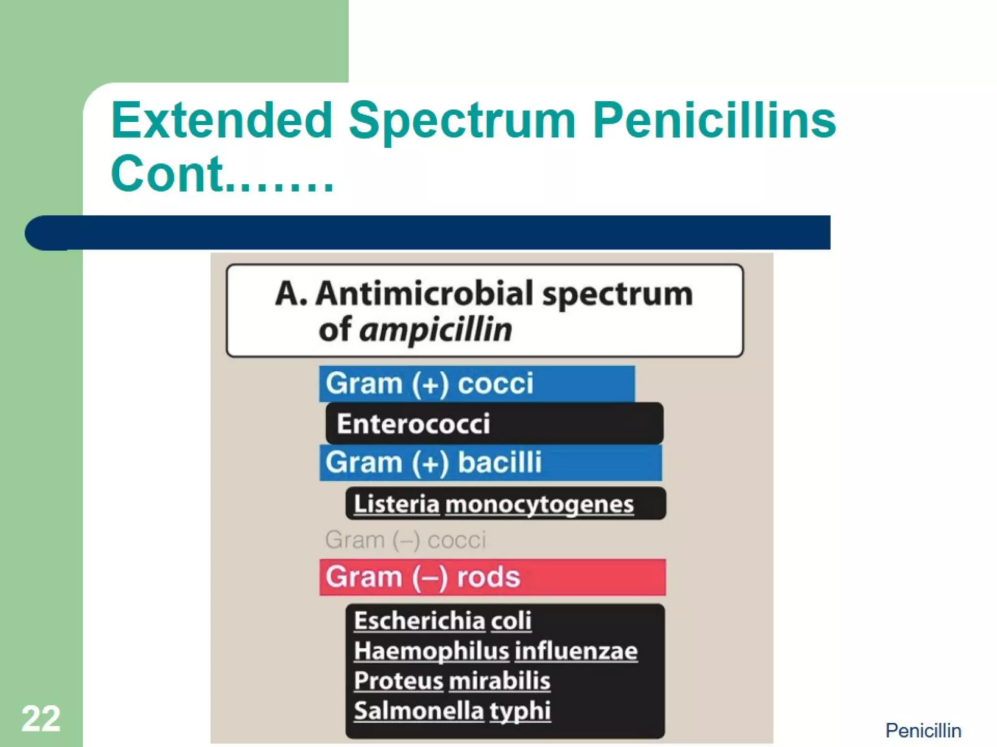 Penicillin Antibiotics - Pharmacology | PDF