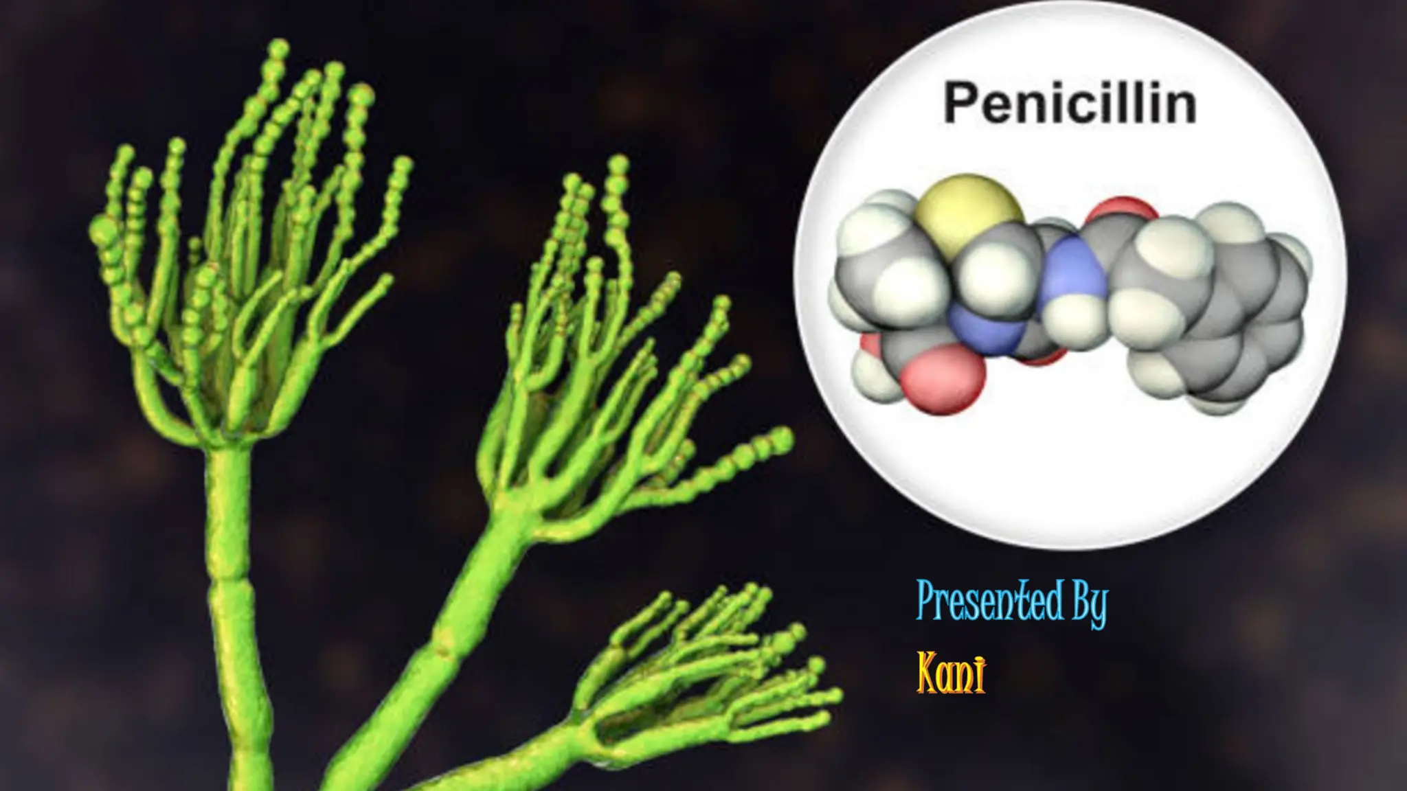 Definition of penicillin and usages in medical | PPT