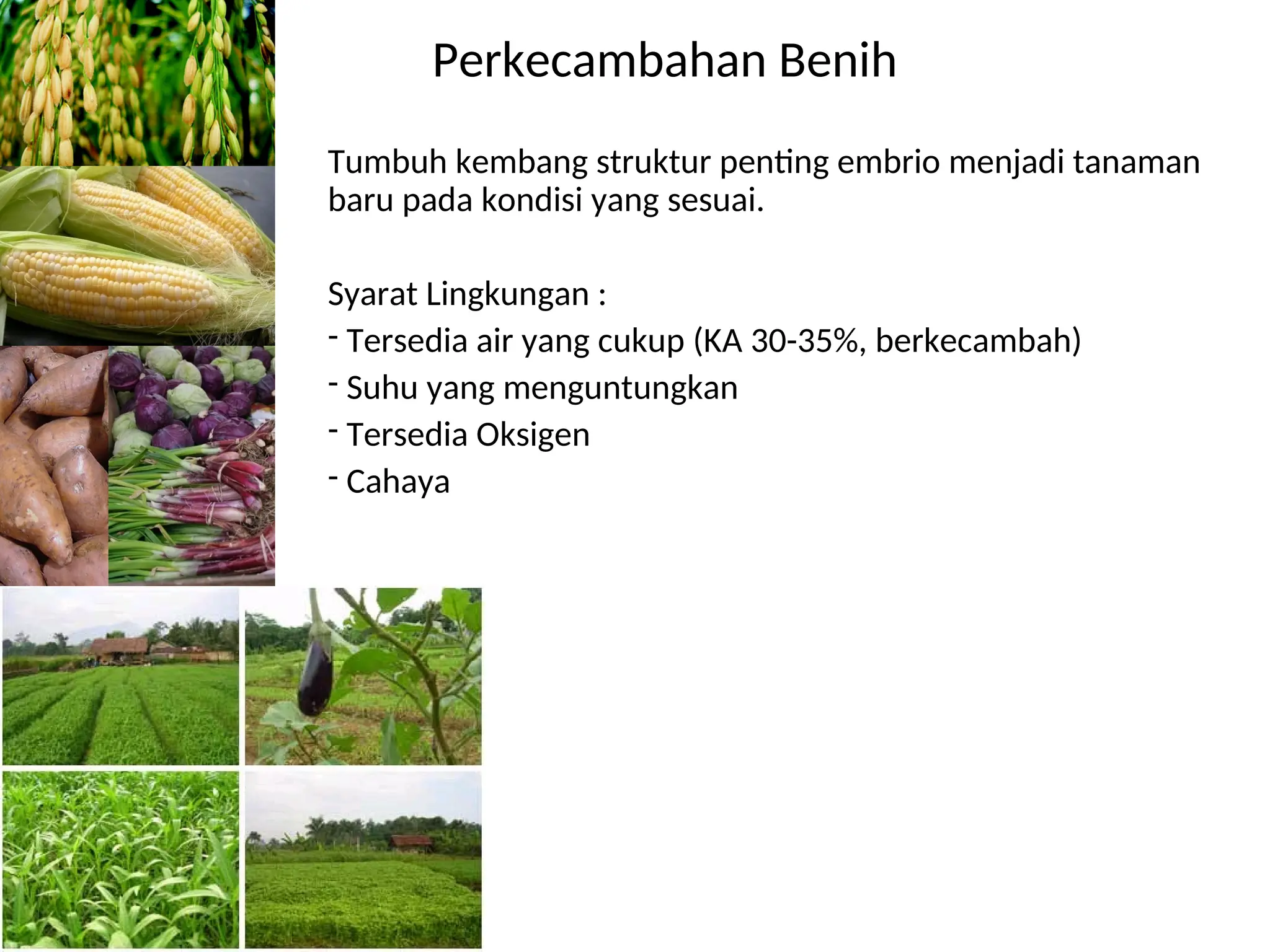Pengenalan Tentang Dasar-Dasar Agronomi Pertanian | PPT