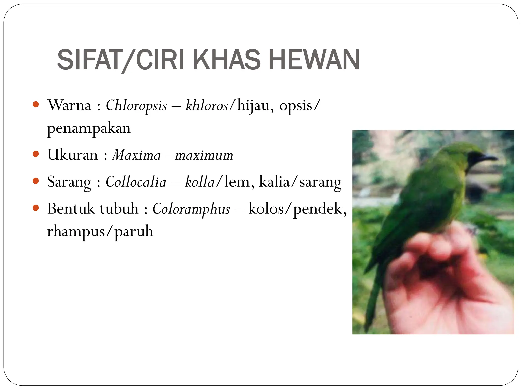 Pendahuluan - KEANEKARAGAMAN VERTEBRATA.pdf