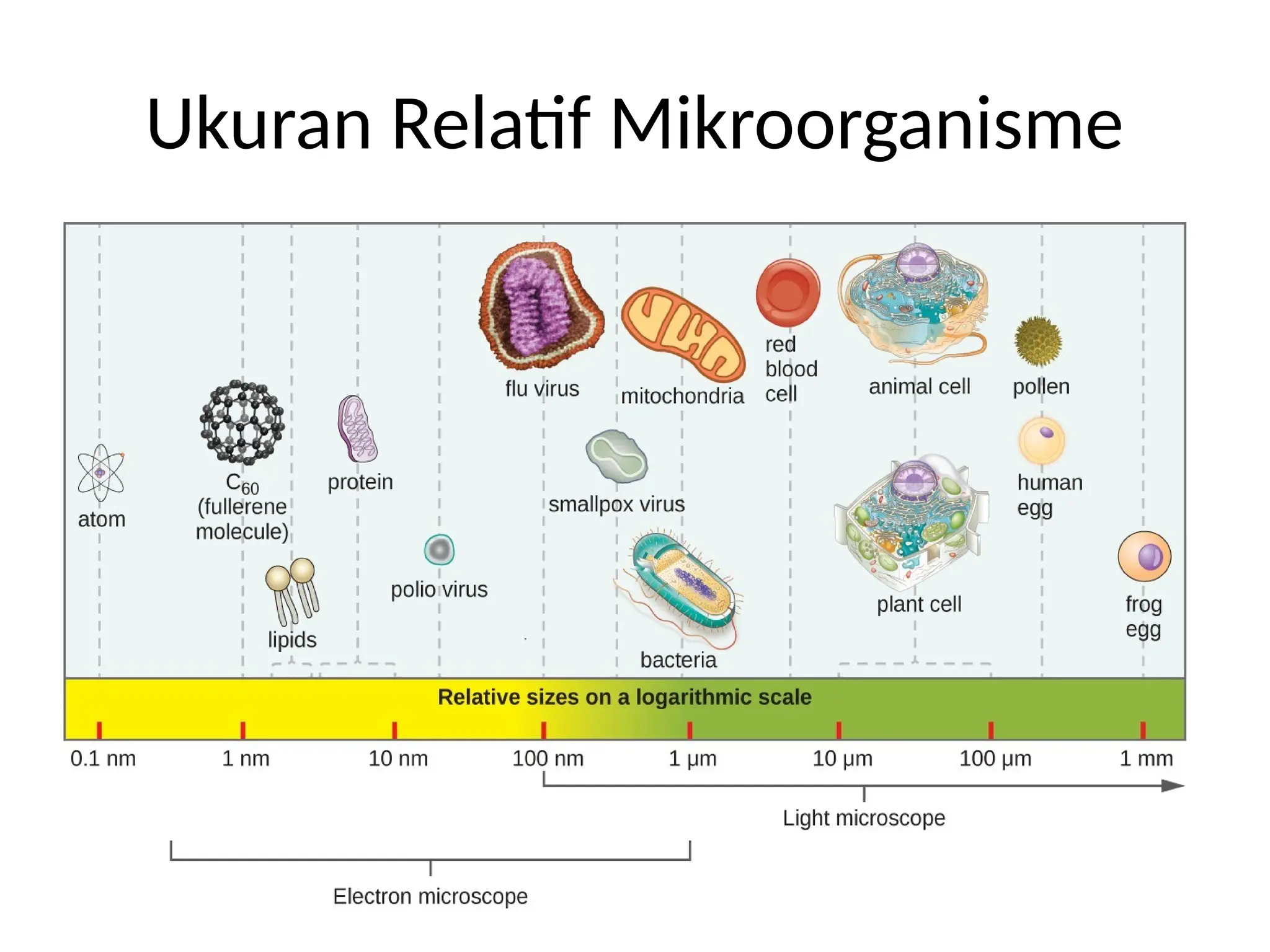 Pendahuluan-dasar dasar mikrobiologi, pengantar mikrobiologi | PPT