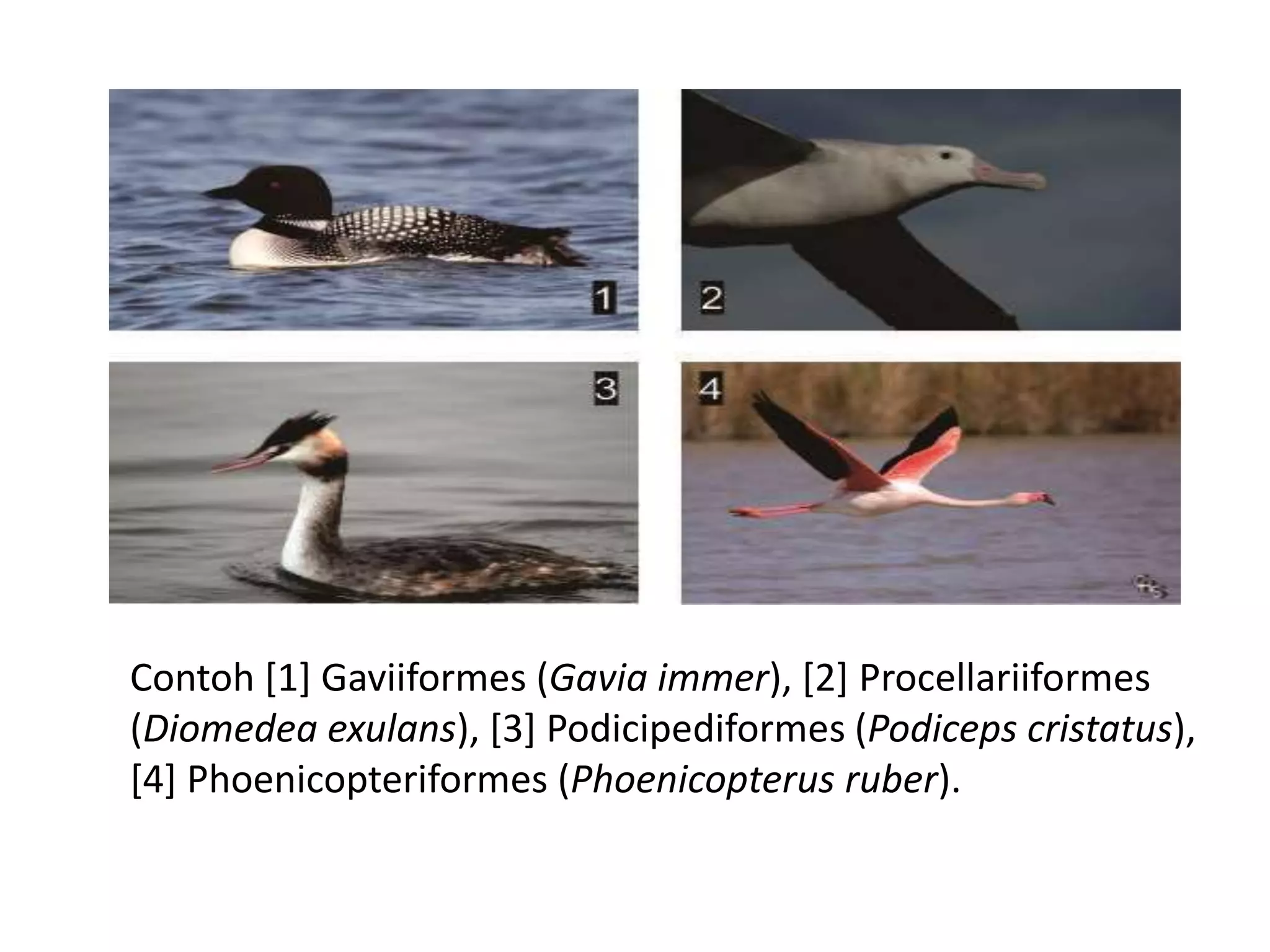 Pendahuluan Materi Aves | PPTX