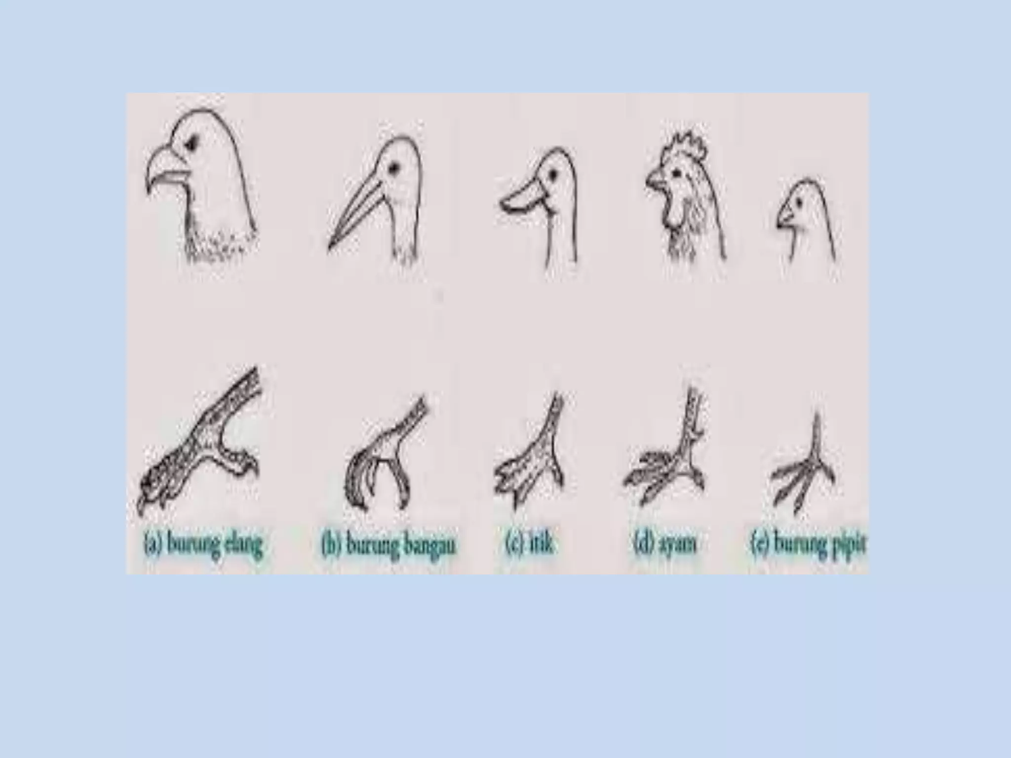 Pendahuluan Materi Aves | PPTX