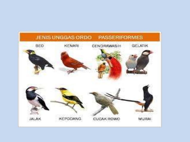 Pendahuluan Materi Aves | PPTX