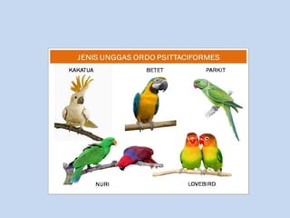 Pendahuluan Materi Aves | PPTX