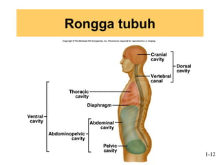 Pendahuluan fisiologi, Anatomi Fisiologi Manusia | PPT