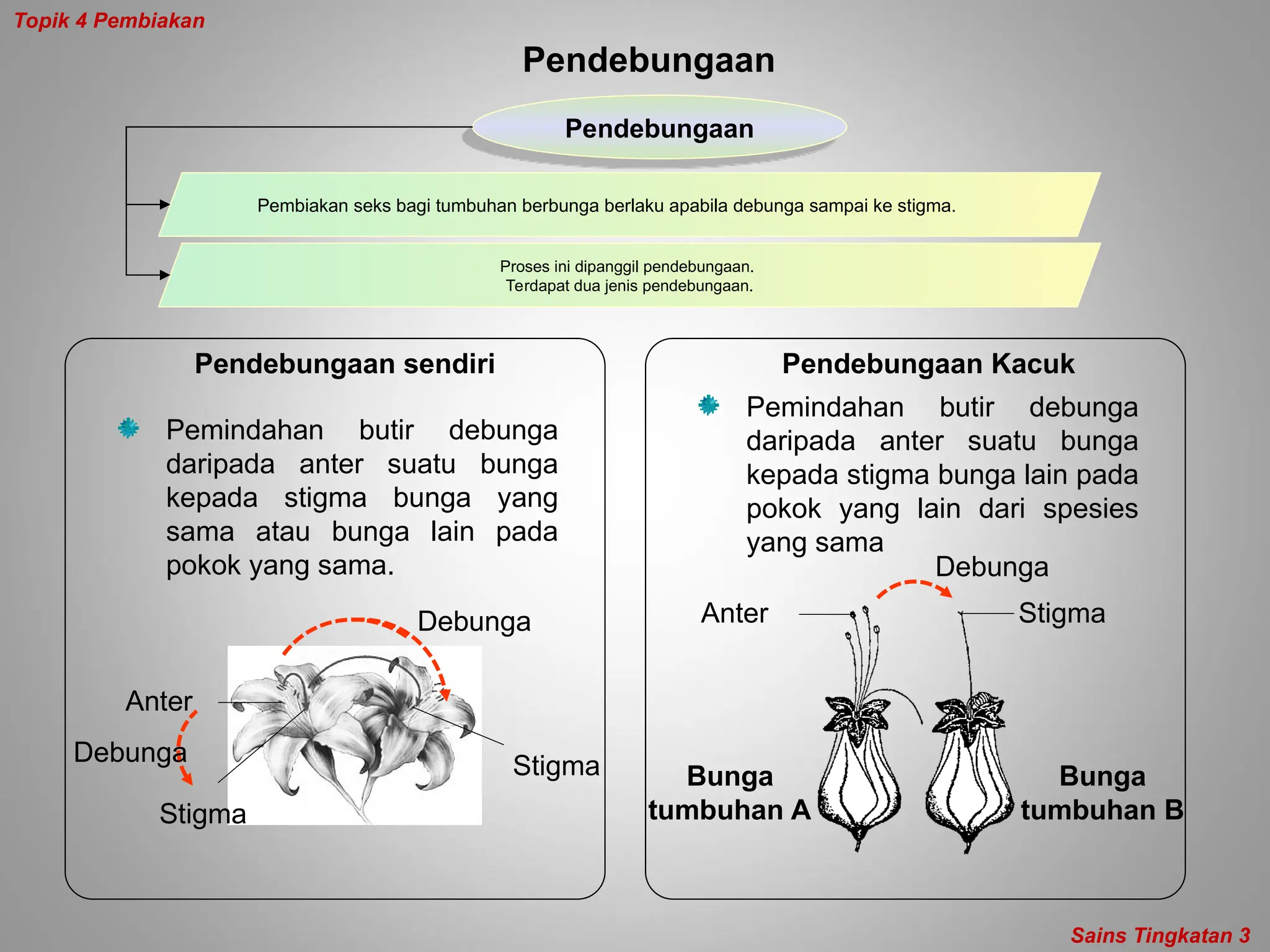 Pendebungaan.pptPendebungaan,Pendebungaan | PPT