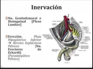 Pene | PPTX