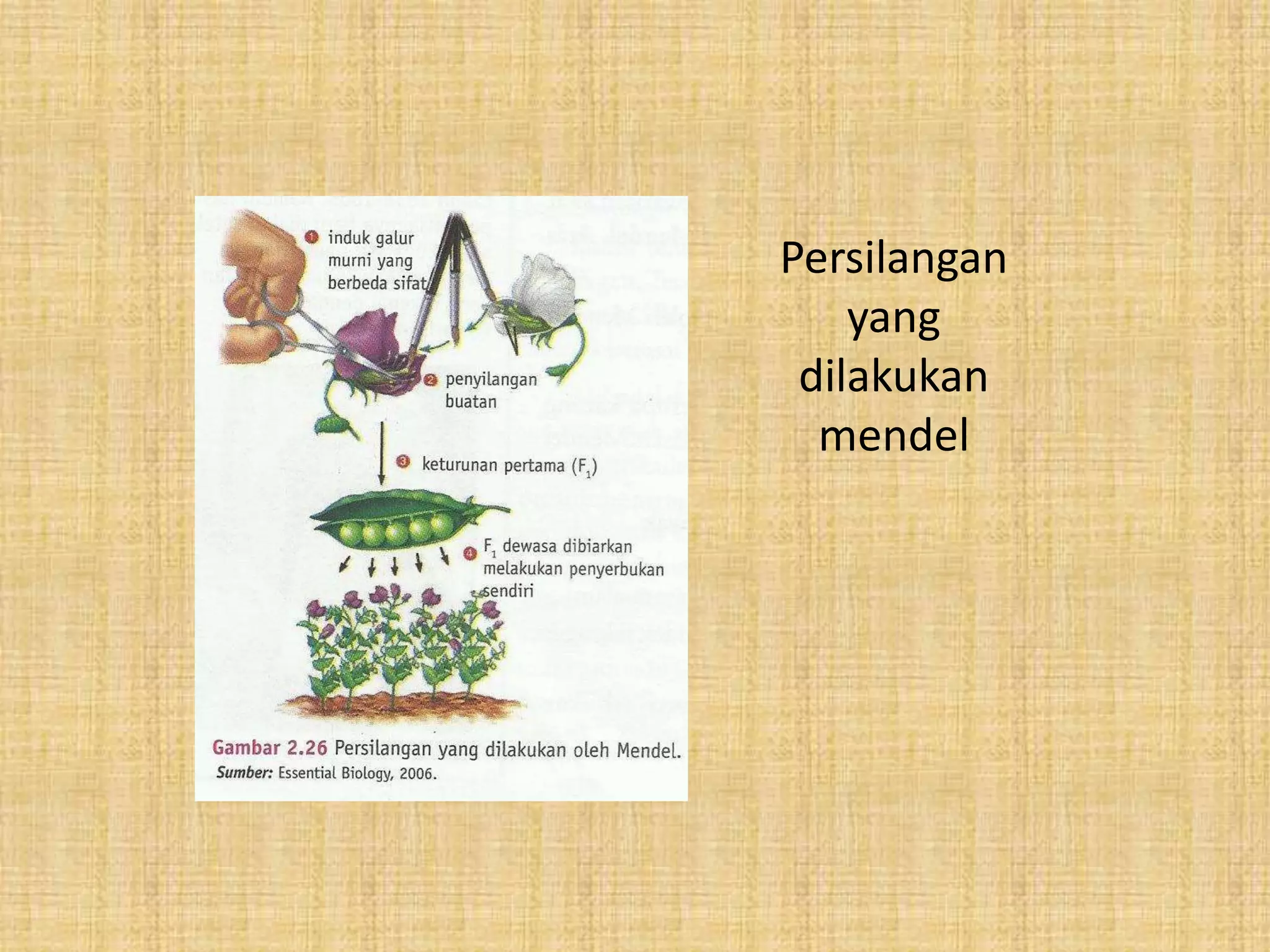 Penelitian gregory mendel | PPT