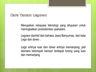 Penerapan tanam cara legowo | PPTX