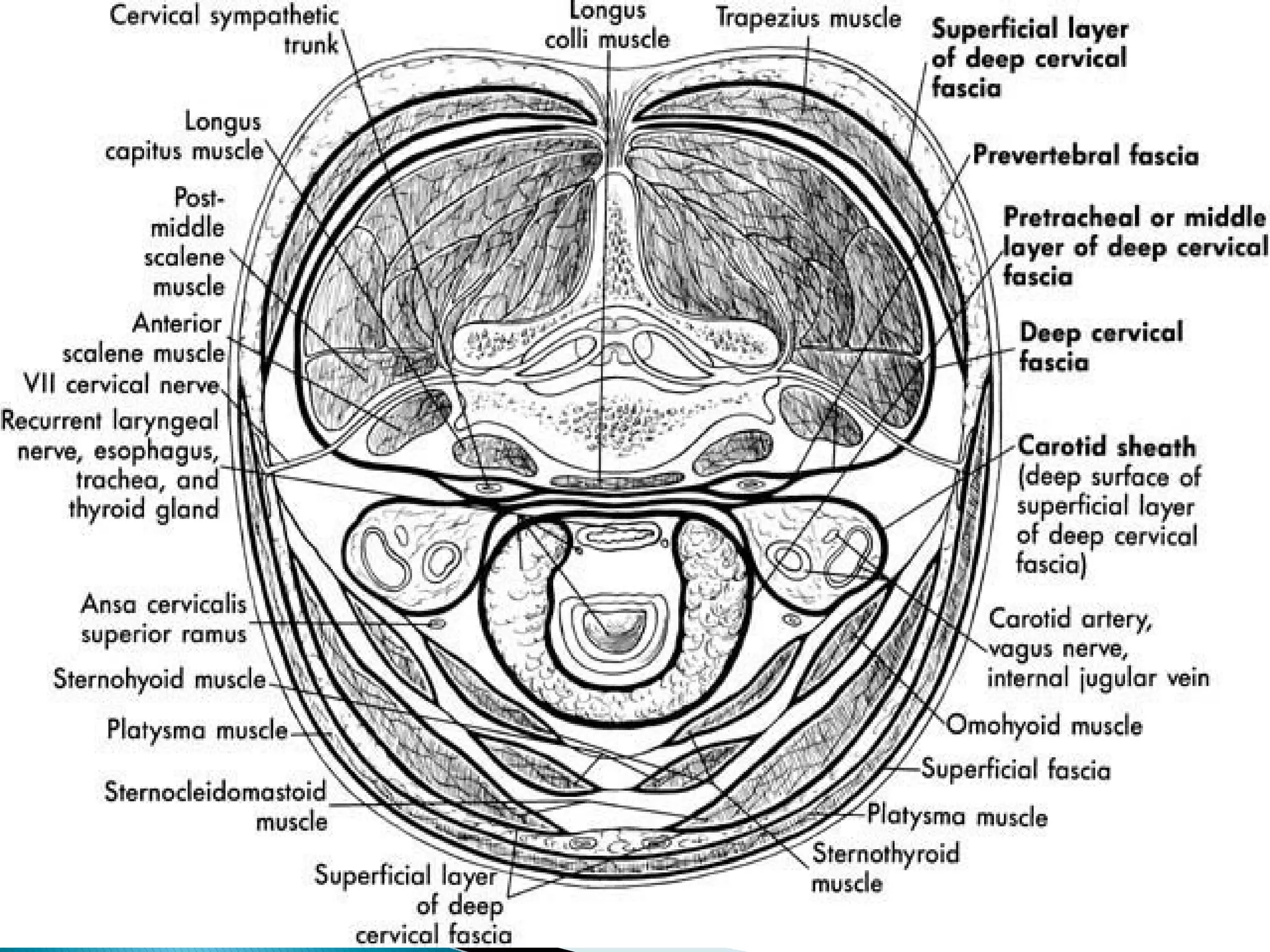 Penetrating neck injury | PPT