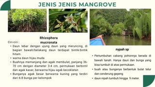 Pentingnya Menjaga ekosistem Mangrove | PPTX