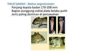 PENGADALIAN OPT TIKUS (1).pptx