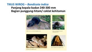 PENGADALIAN OPT TIKUS (1).pptx