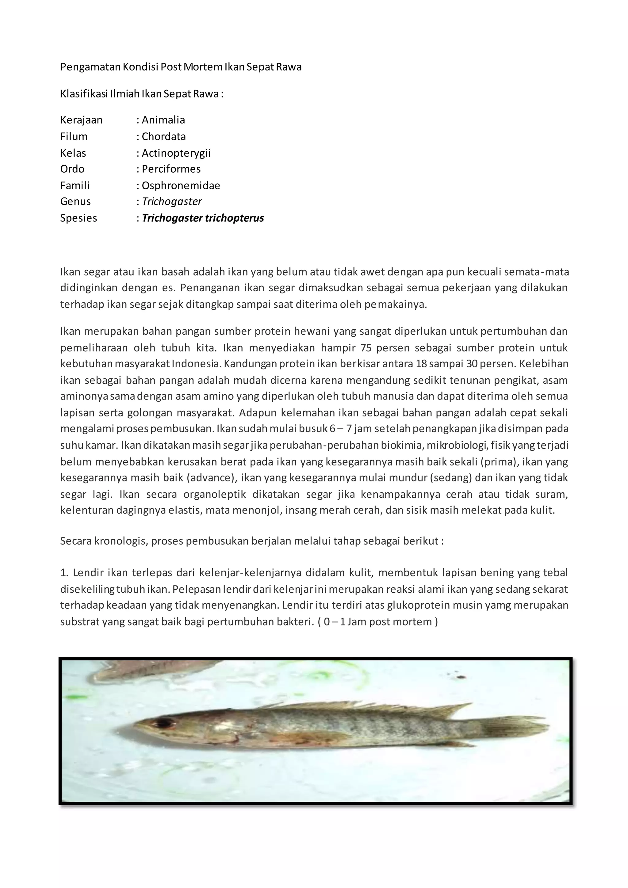 Pengamatan kondisi post mortem ikan sepat rawa | PDF