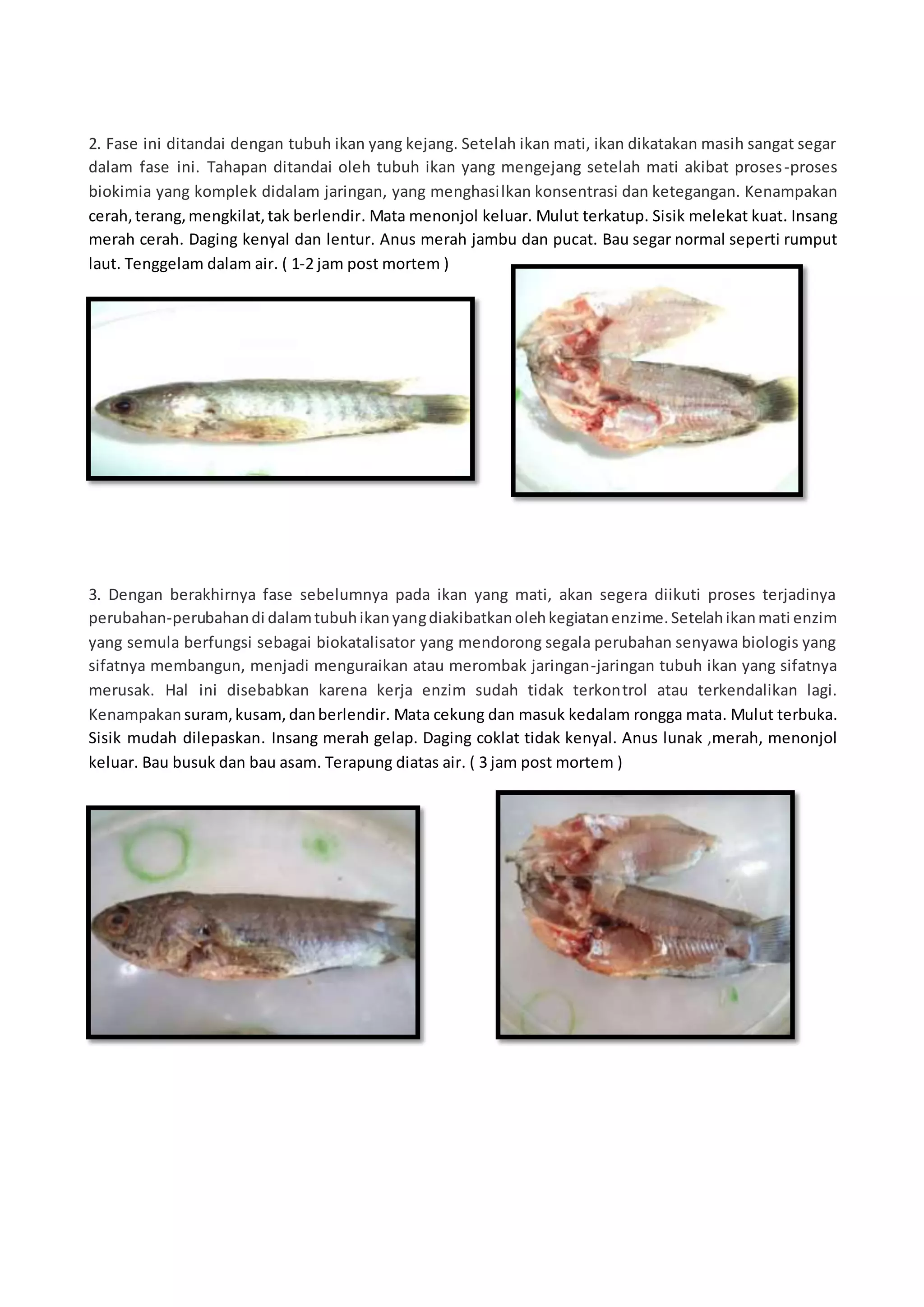 Pengamatan kondisi post mortem ikan sepat rawa | PDF