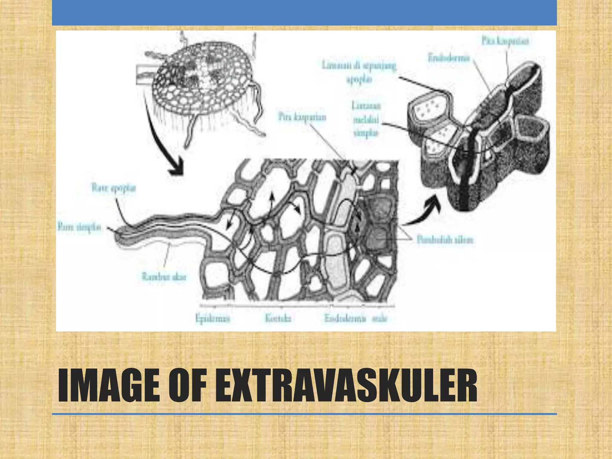 Pengangkutan extravaskuler | PPTX