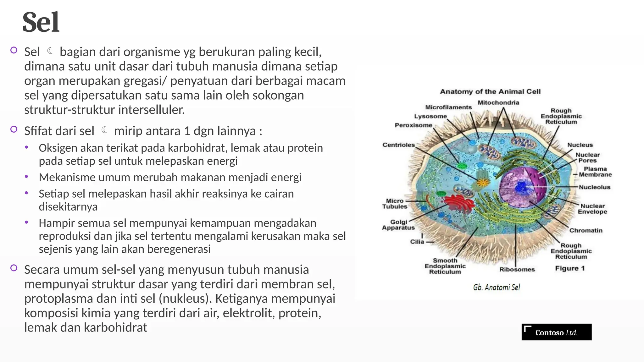 Makul Pengantar Anatomi dan Fisiologi.pptx