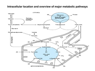 Pengantar metabolisme | PPT