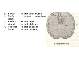 Pengantar anatomi | PPTX