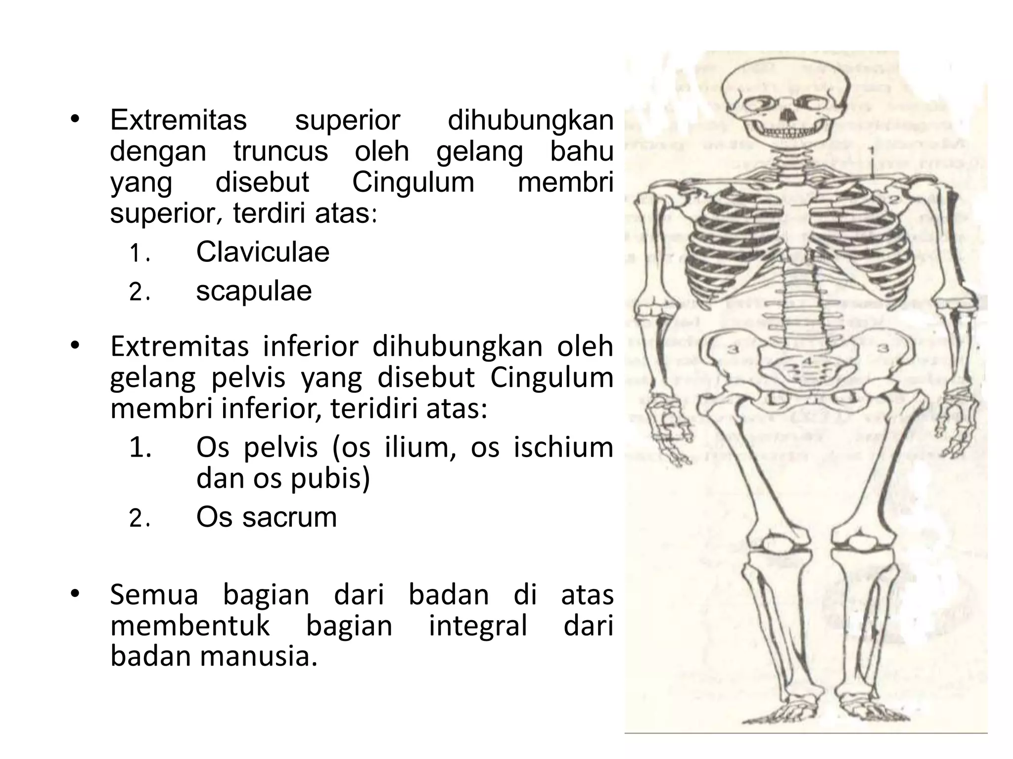 Pengantar anatomi | PPTX