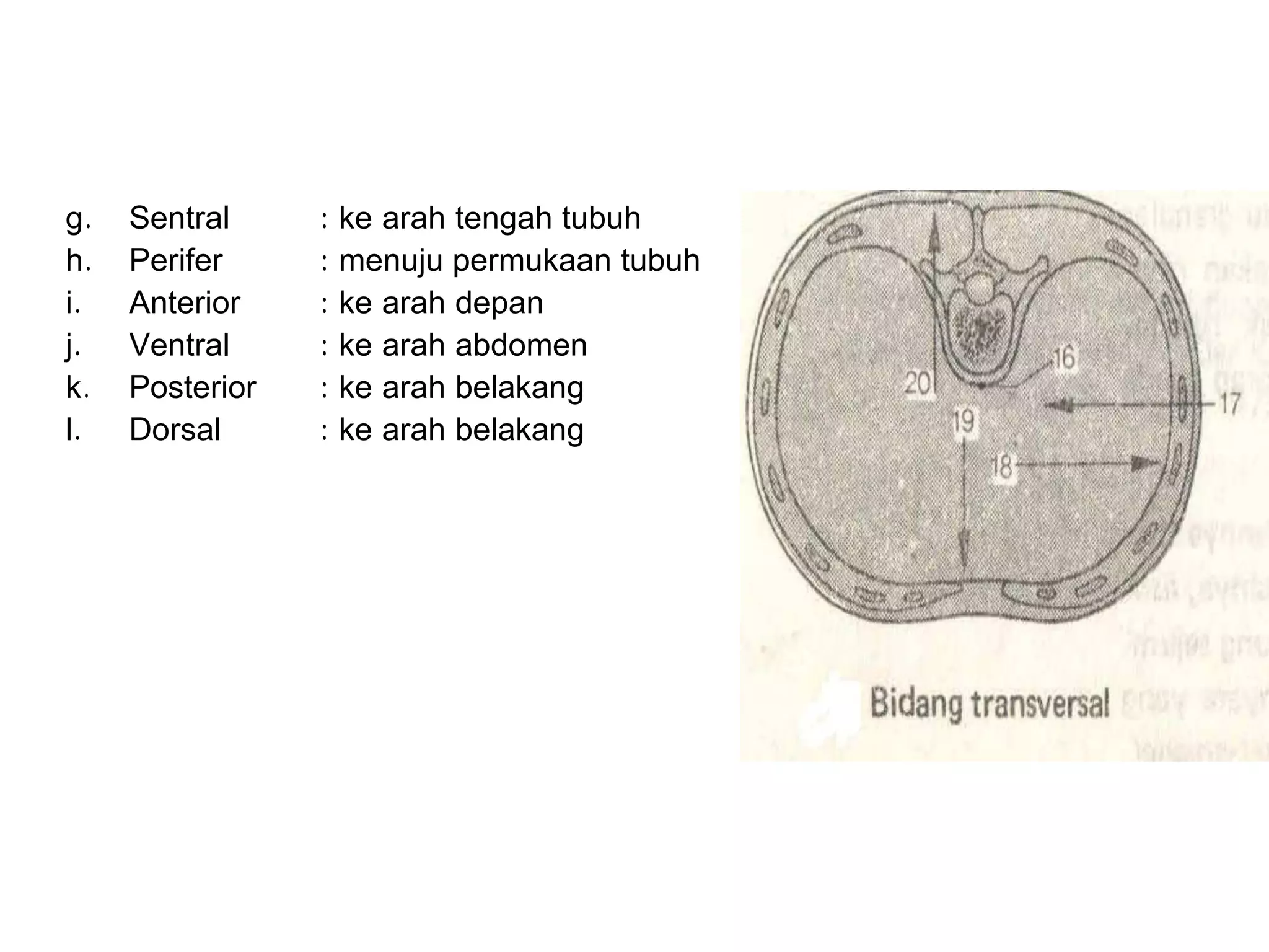Pengantar anatomi | PPTX