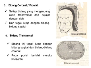 Pengantar anatomi | PPTX