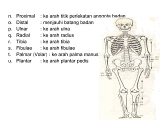 Pengantar anatomi | PPTX