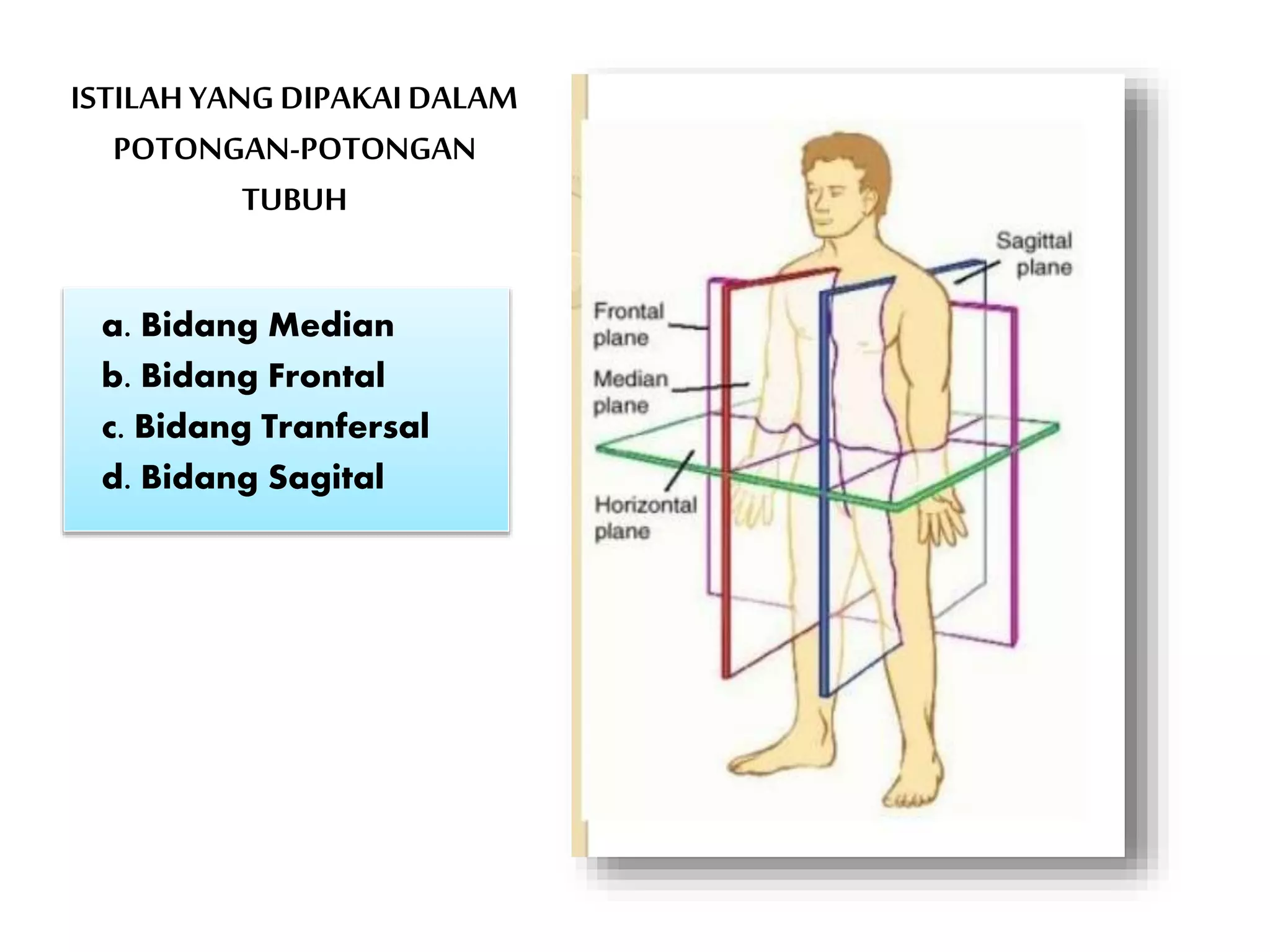 PENGANTAR ANATOMI.pptx