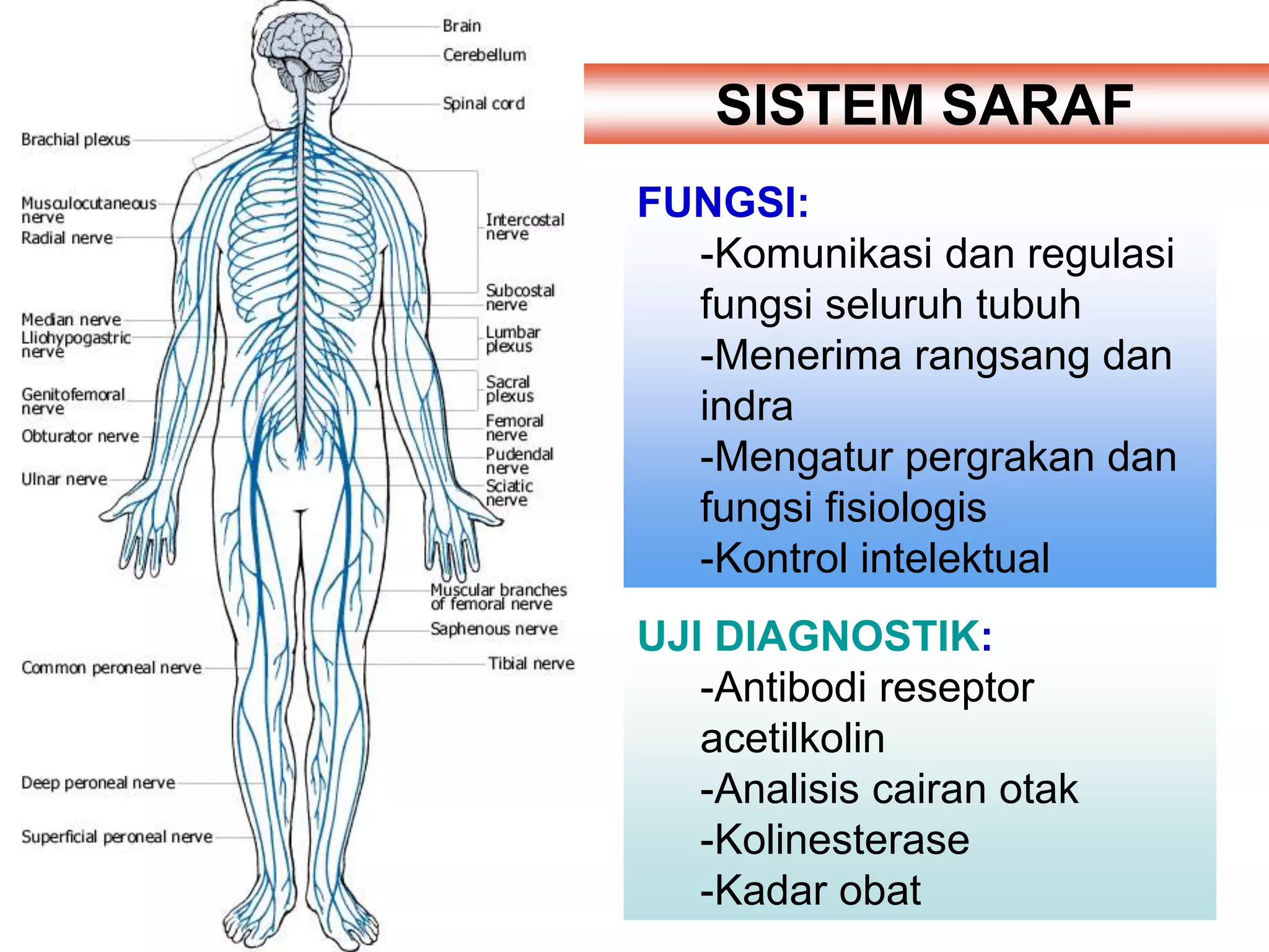 Pengantar_ANATOMI_DASAR_DAN_FISIOLOGI.ppt