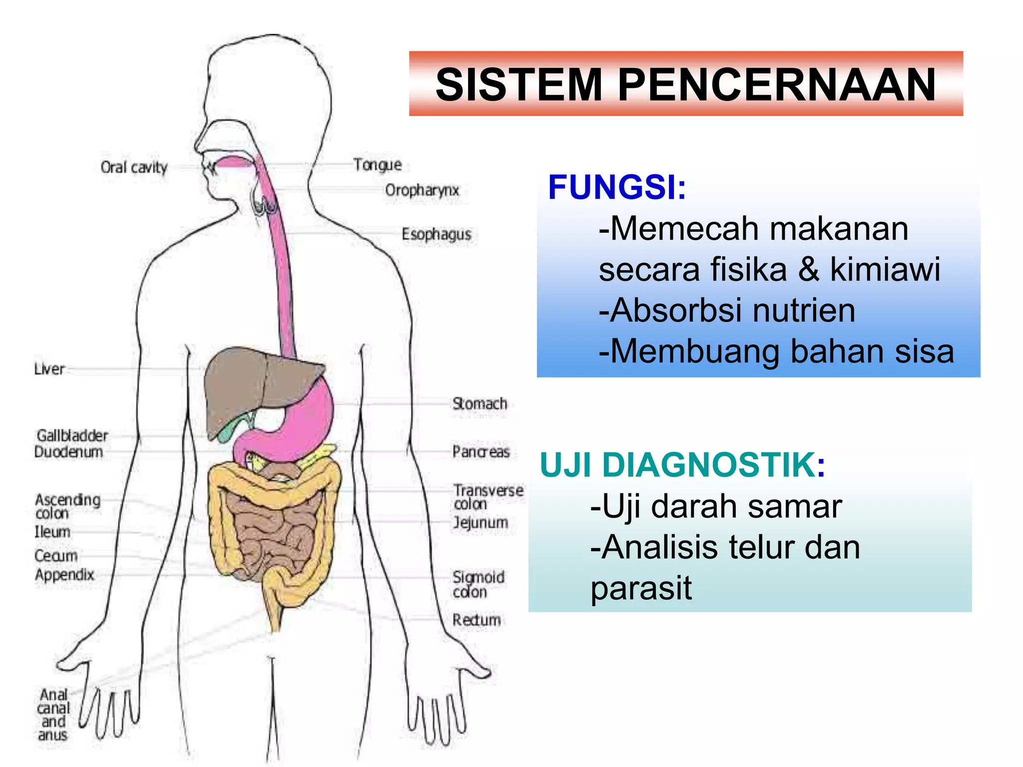 Pengantar_ANATOMI_DASAR_DAN_FISIOLOGI.ppt