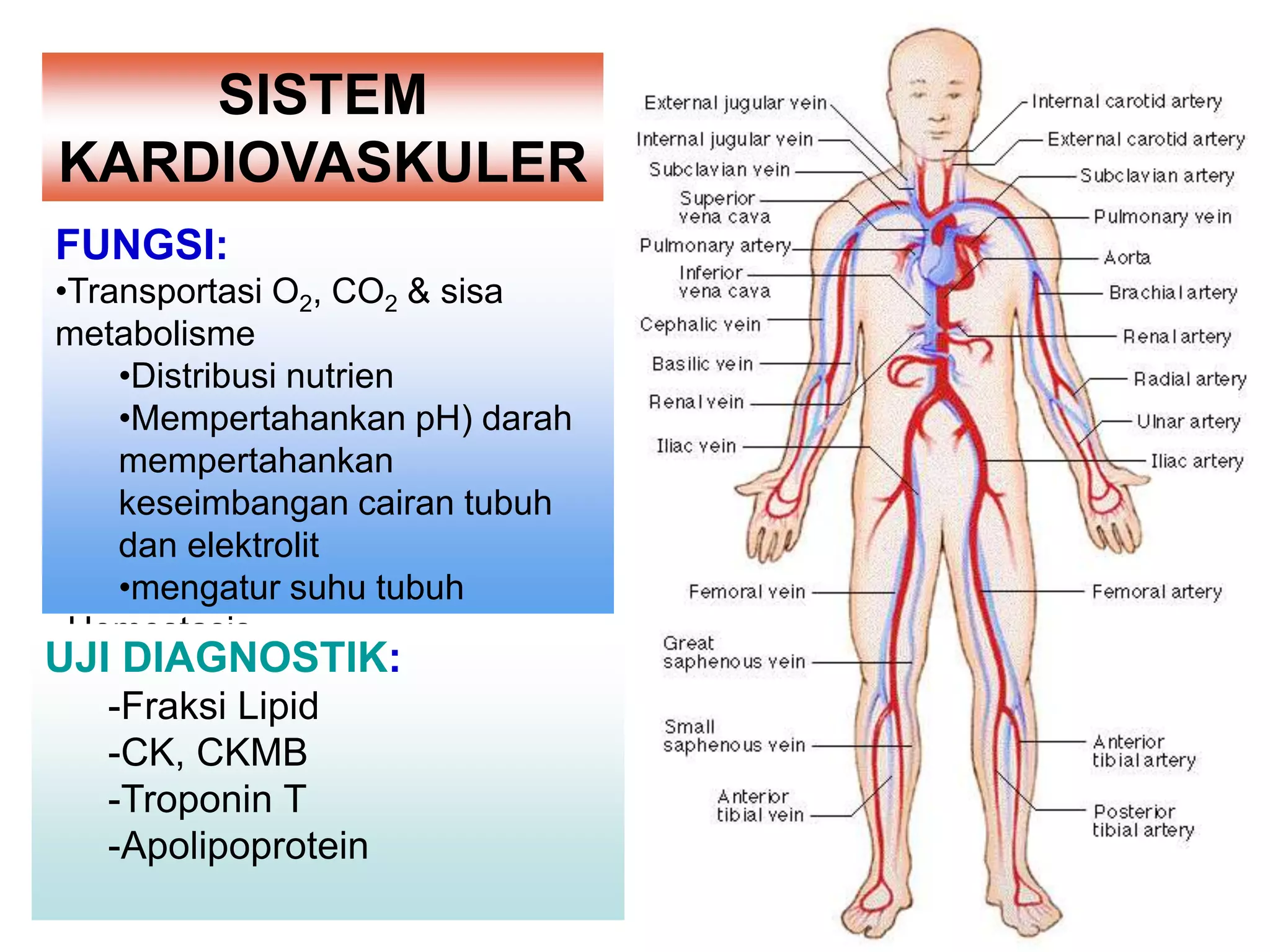 Pengantar_ANATOMI_DASAR_DAN_FISIOLOGI.ppt