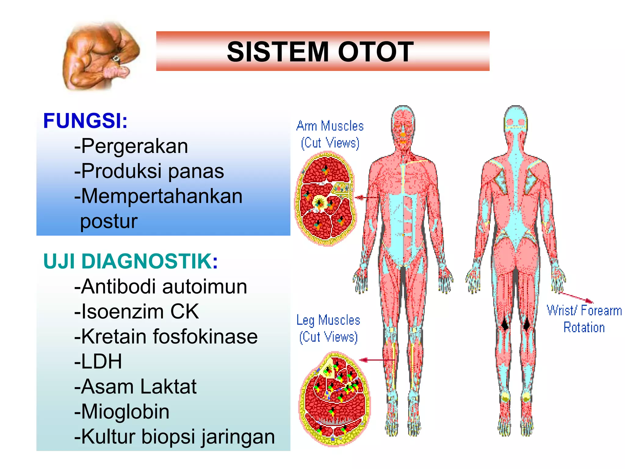 Pengantar_ANATOMI_DASAR_DAN_FISIOLOGI.ppt