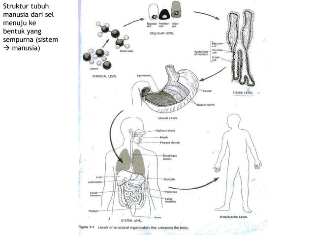 Pengantar_ANATOMI_DASAR_DAN_FISIOLOGI.ppt
