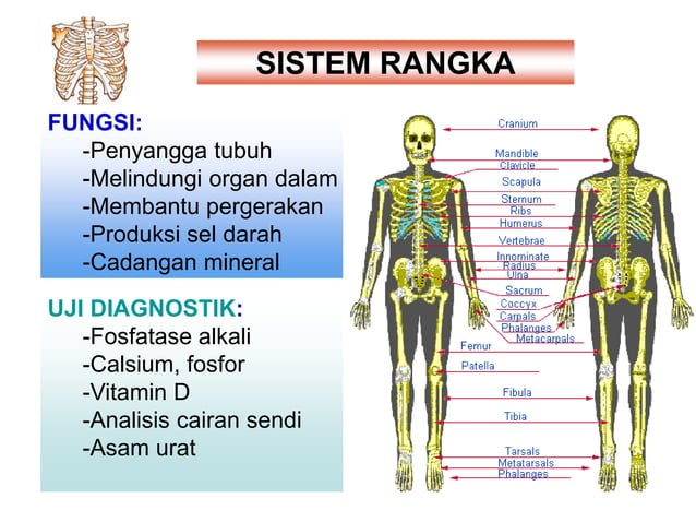 Pengantar_ANATOMI_DASAR_DAN_FISIOLOGI.ppt