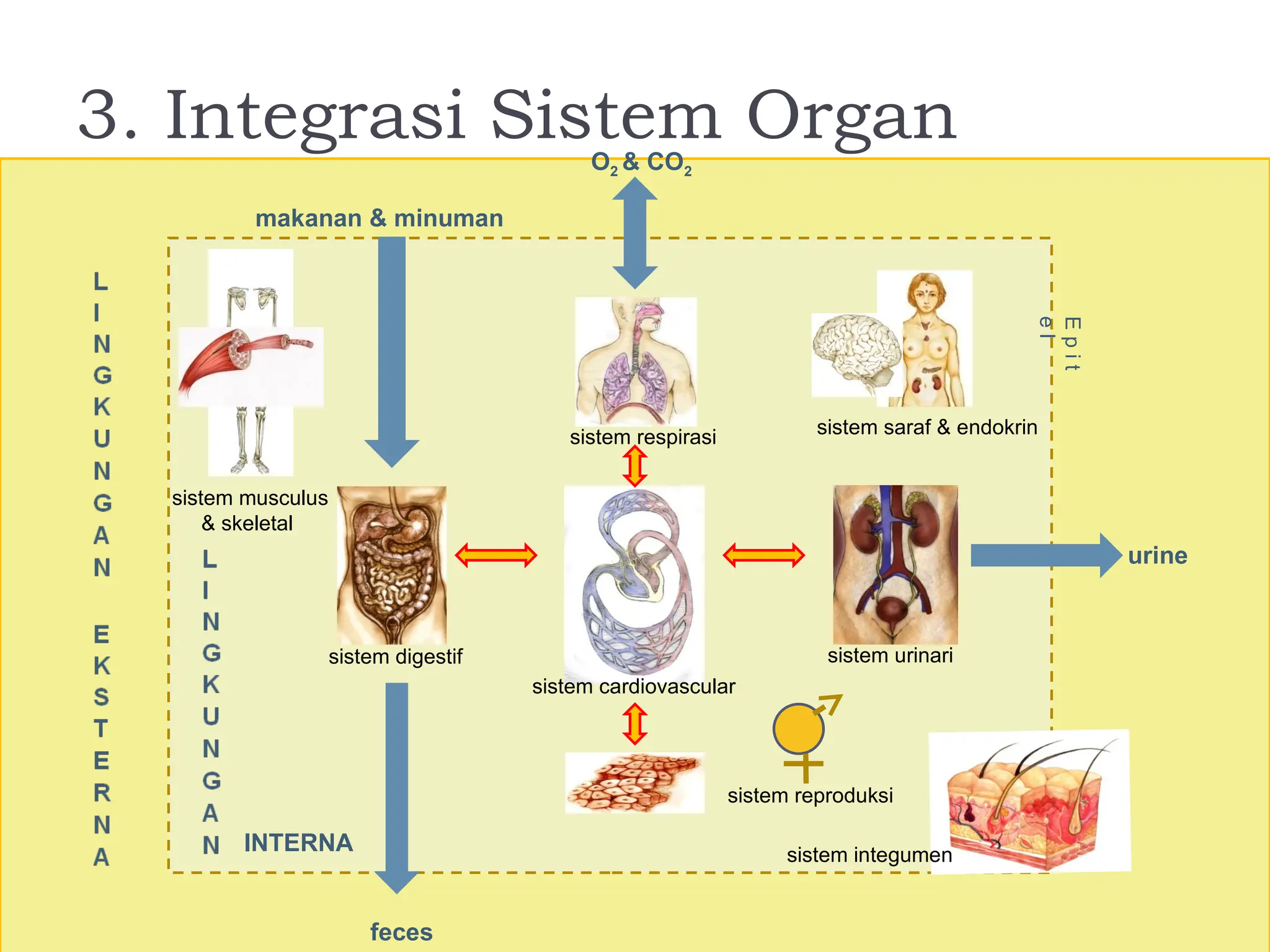 PENGANTAR ANATOMI FISIOLOGI MANUSIA.ppt. | PPT
